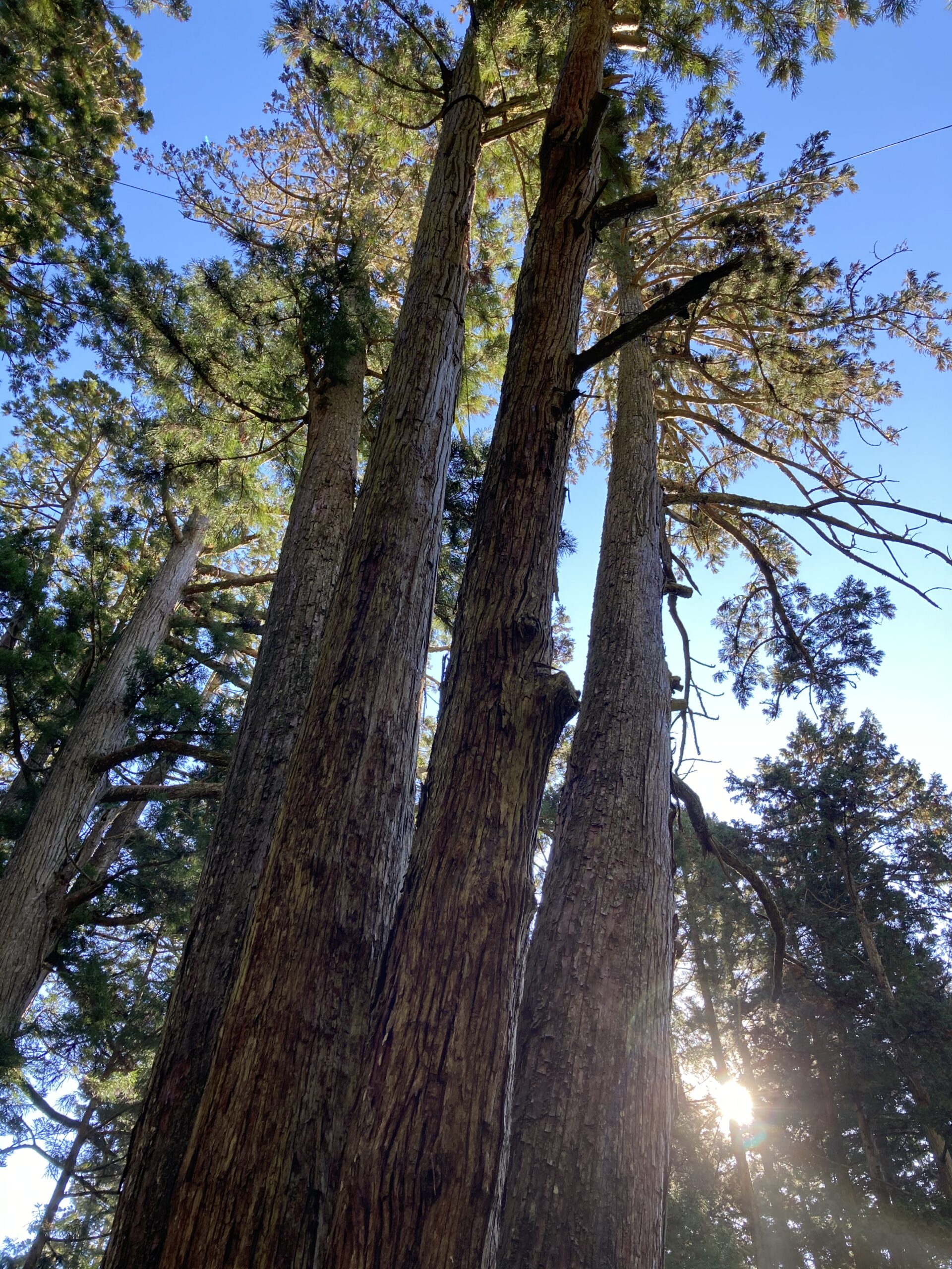 日々感謝。1200kmのへんろ道。【49日目：満願。高野山奥之院】