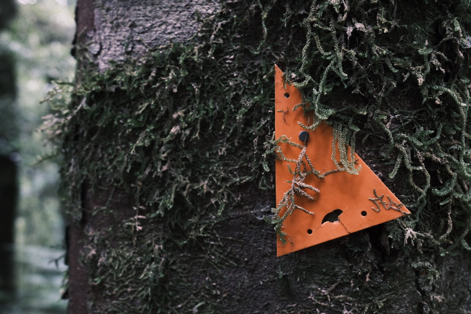 ニュージーランドを縦断する3000kmのロングトレイル「テ・アラロア(Te Araroa)」とは？歩き終わって思うこと